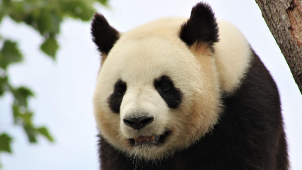 Why do pandas seek mates by peeing?And you have to pee upside down - iNEWS