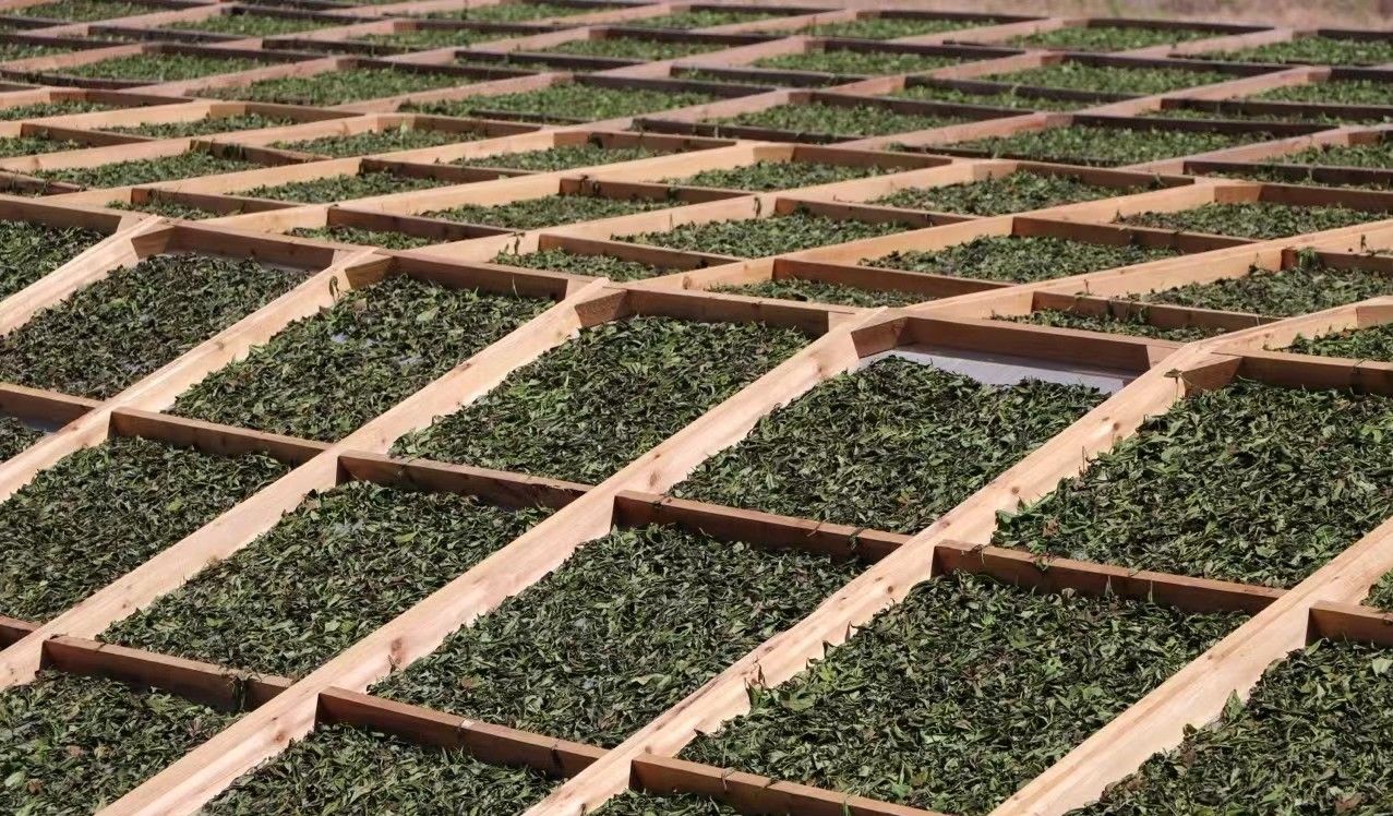 Why is old white tea more suitable for boiling and drinking? - iNEWS