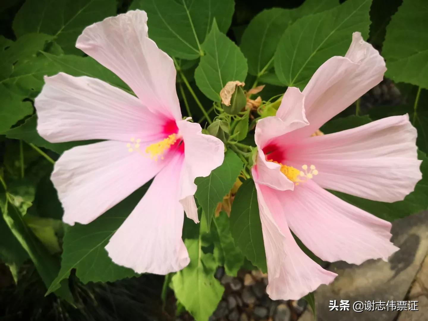 Unique Suzhou style (087) One flower, one world, one flower and one ...