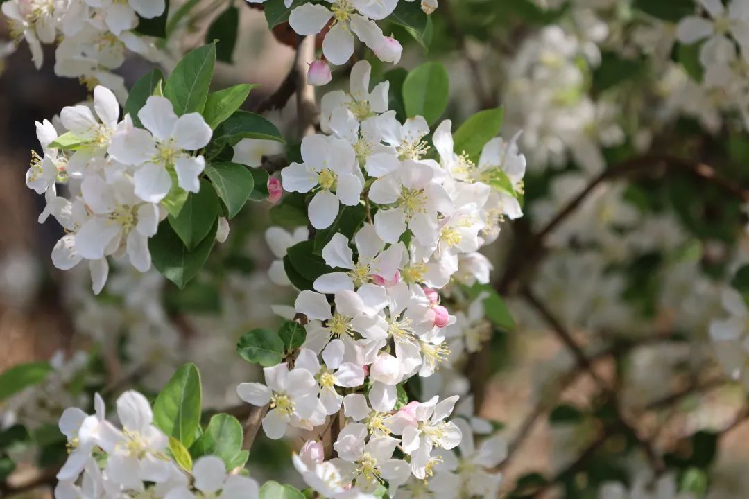 Meet in Luoning and walk towards the spring—A Journey of Apple Blossoms ...