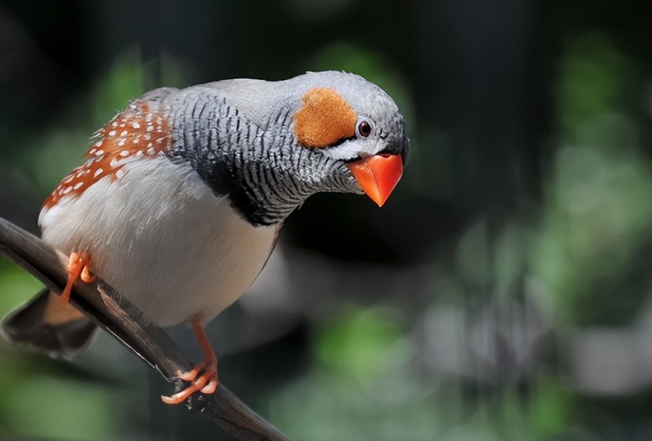 A Love Dance in Fabulous Plumage: The Romantic Courtship Journey of the ...