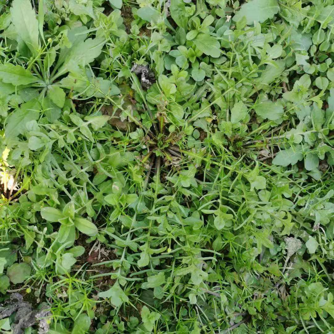 wild vegetables from home - iNEWS