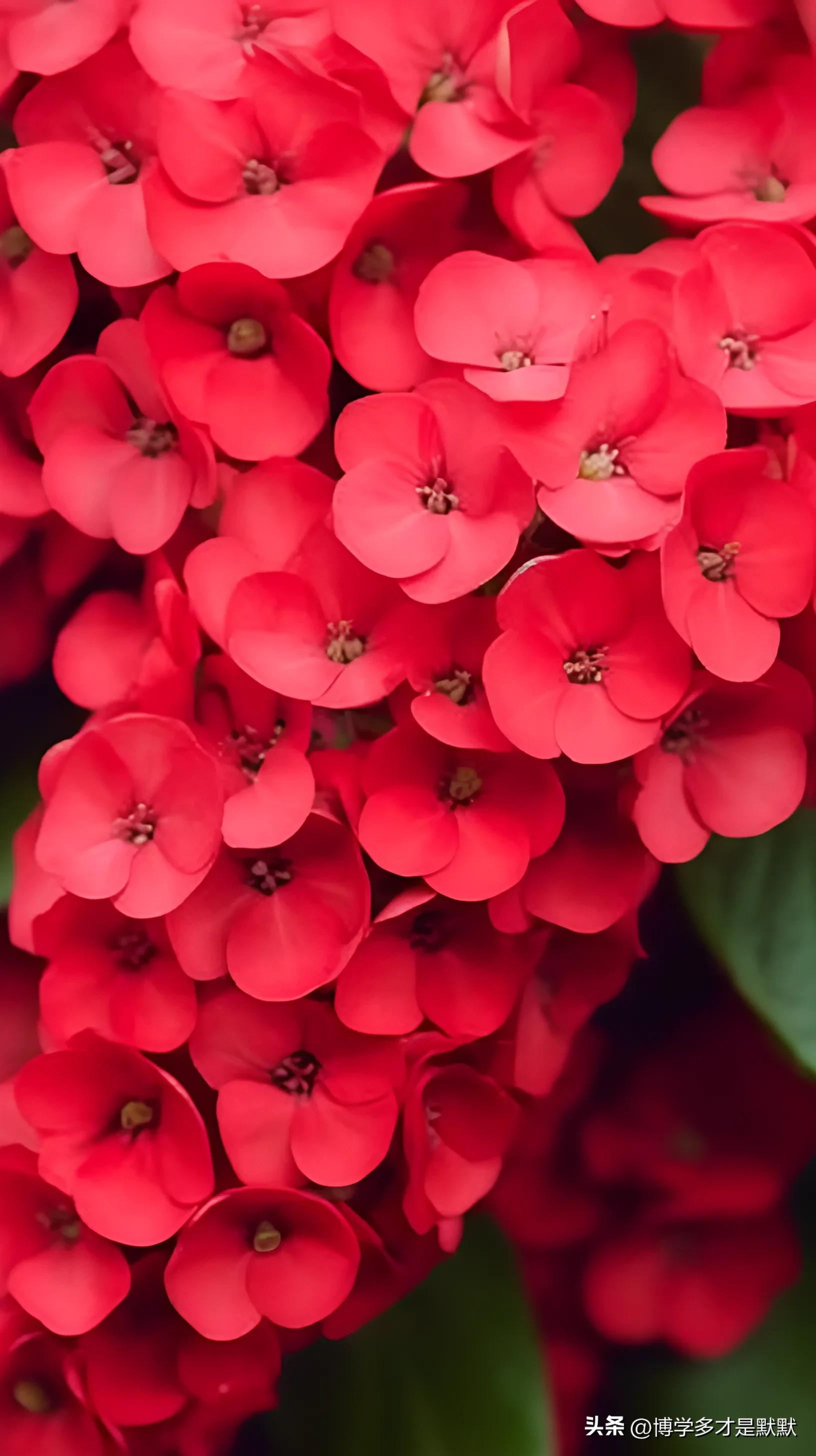 Enthusiasm blooms, a colorful sea of small red flowers - iNEWS