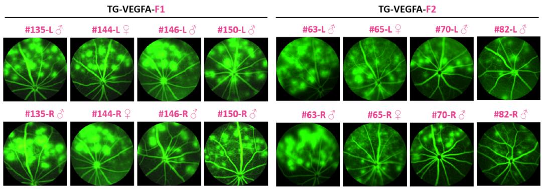 Pay attention to the research of ophthalmic diseases, but these mouse ...