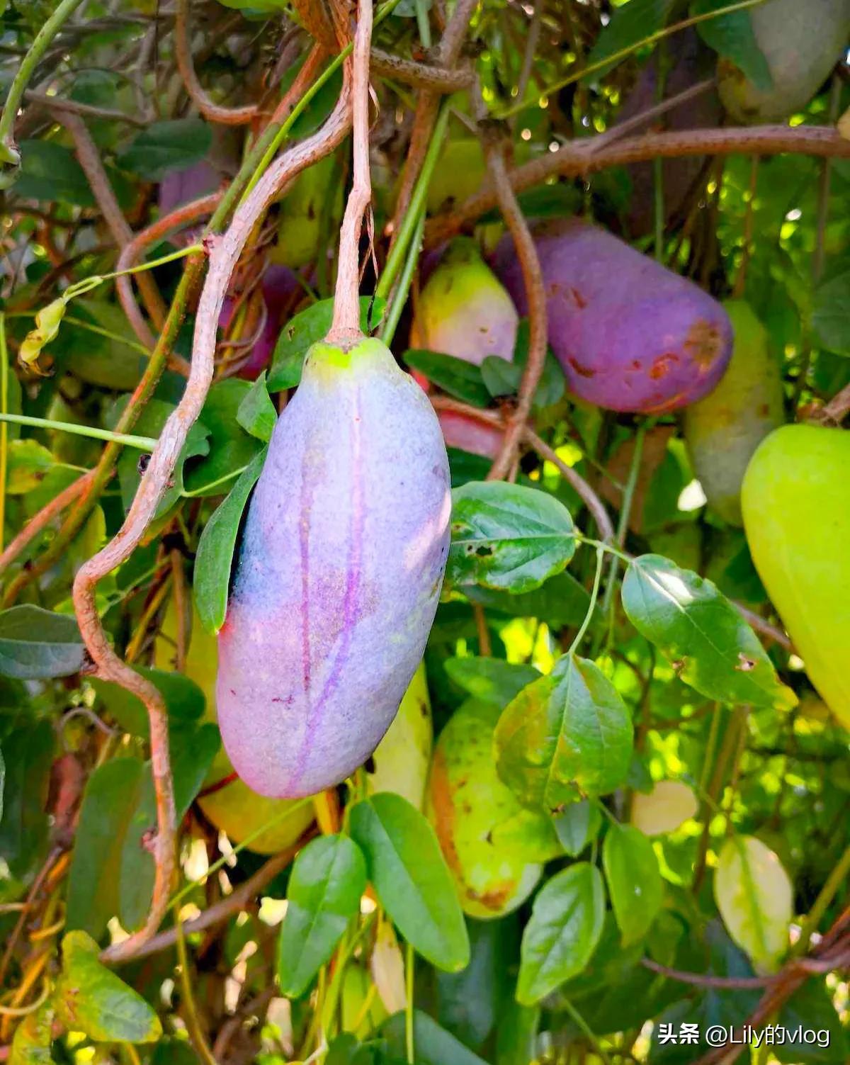 Wild Fruit King - August Melon, many people have never seen it, it looks strange, sweet and ...