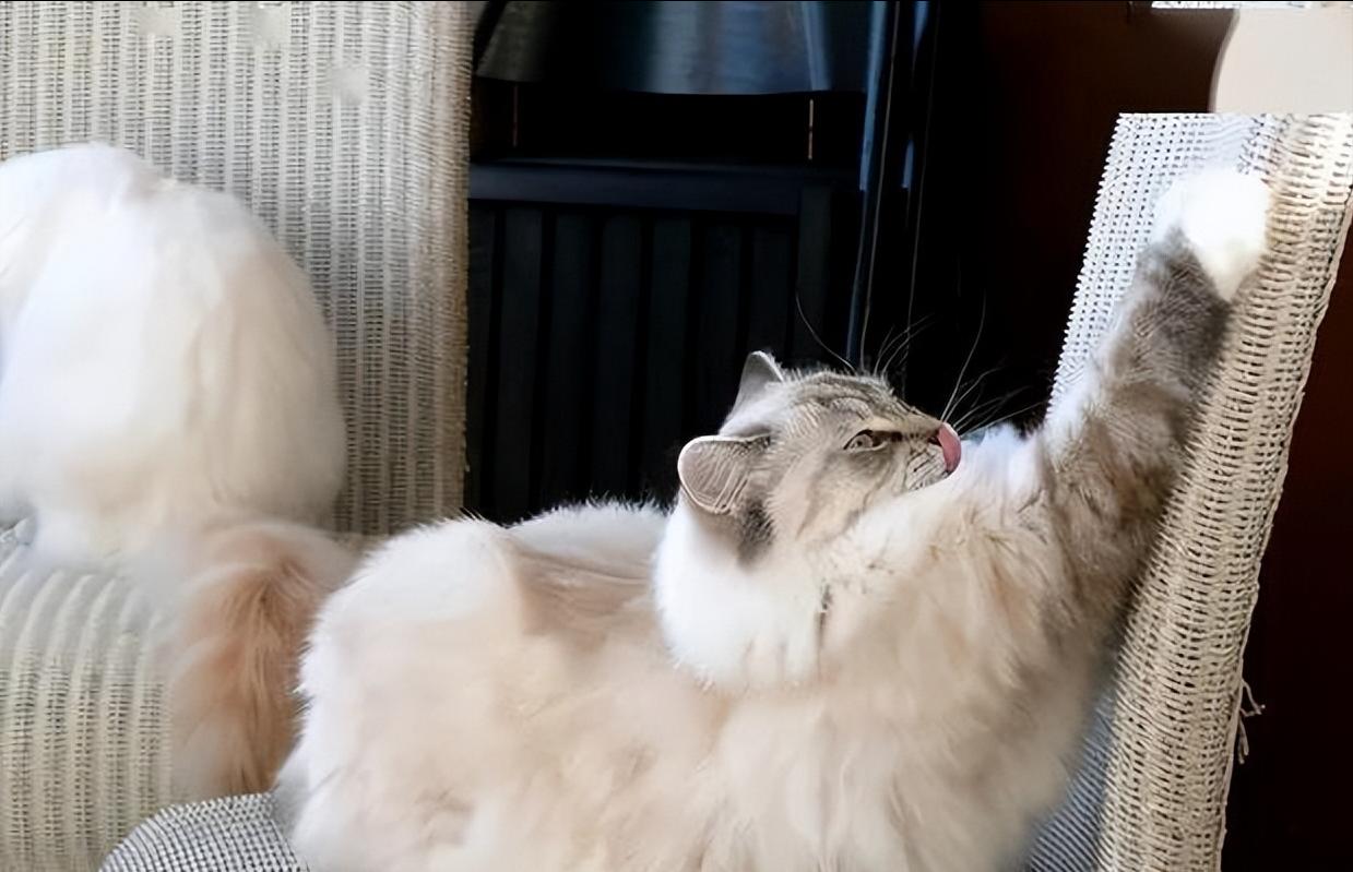 Reveal! How much do you know about the real meaning of cat grinding ...