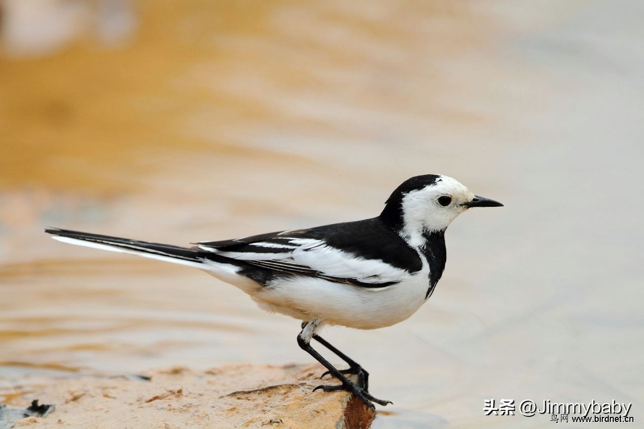 The Legend of the National Bird of the World: Latvia (LATVIA) White ...