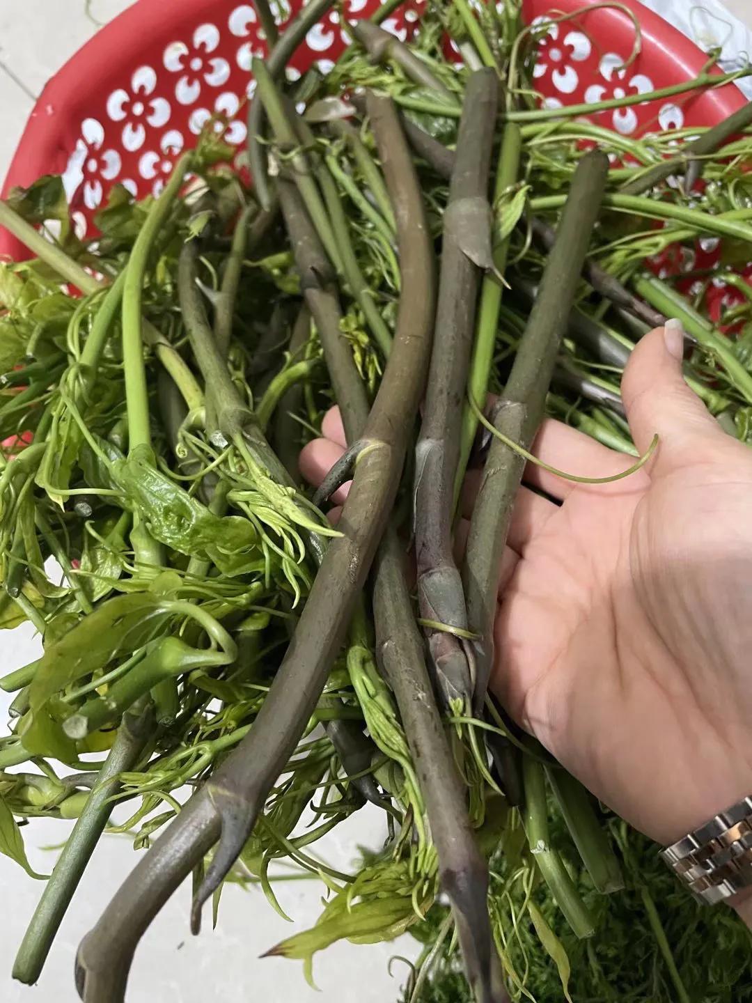The delicacy and practice of rural wild vegetable Qinggangteng - iNEWS