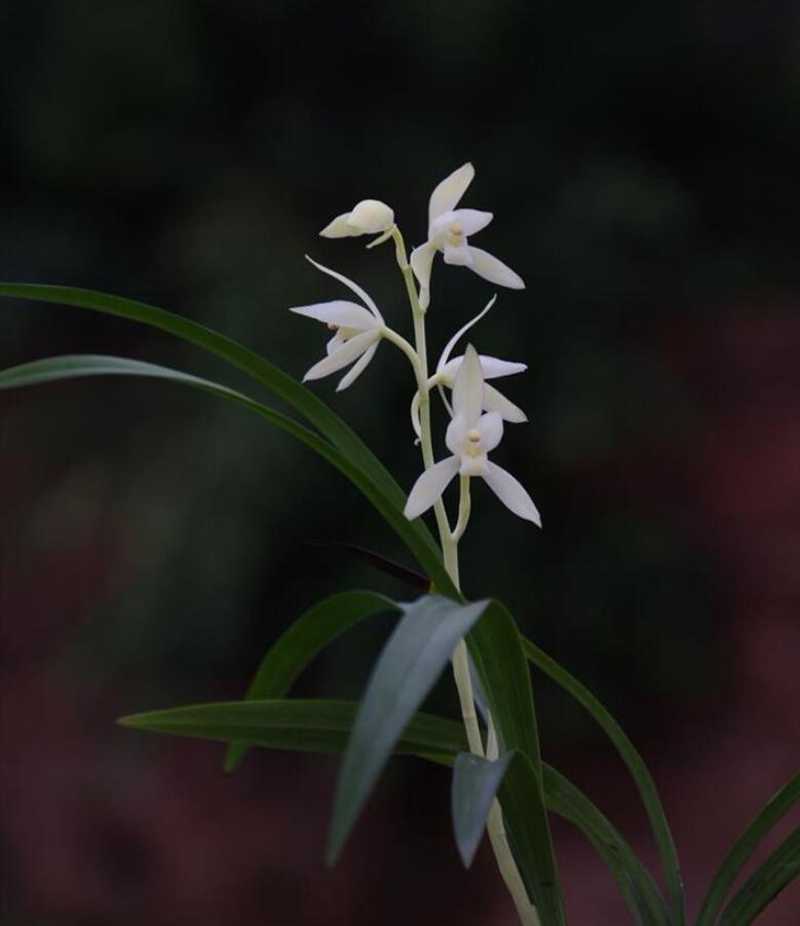 How to grow orchids with ice packs, a unique way to maintain orchids on ...