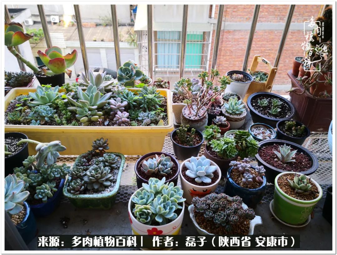 The happiness of meat dad: I have confirmed the eyes, it is true love ...