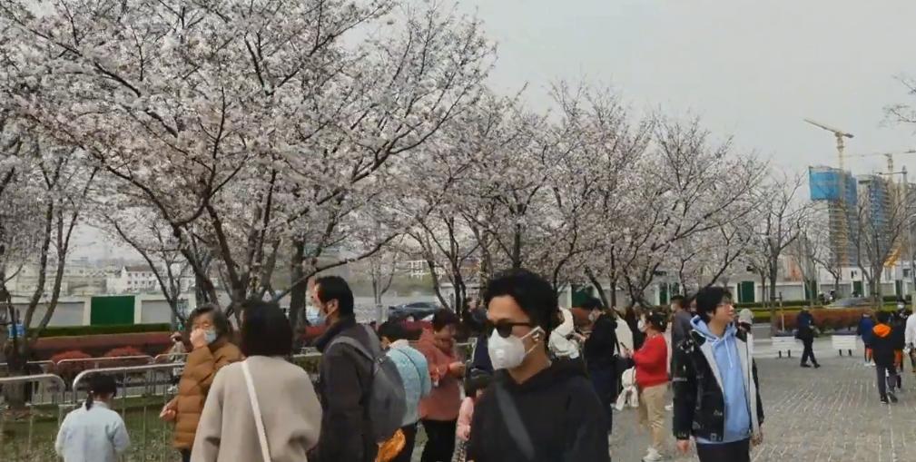 Cherry blossoms attract tourists in the Riverside Park in Xuhui ...