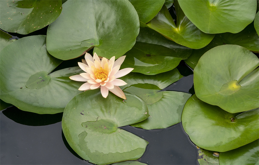 Lotus viewing on Holy Lotus Island in summer - iNEWS