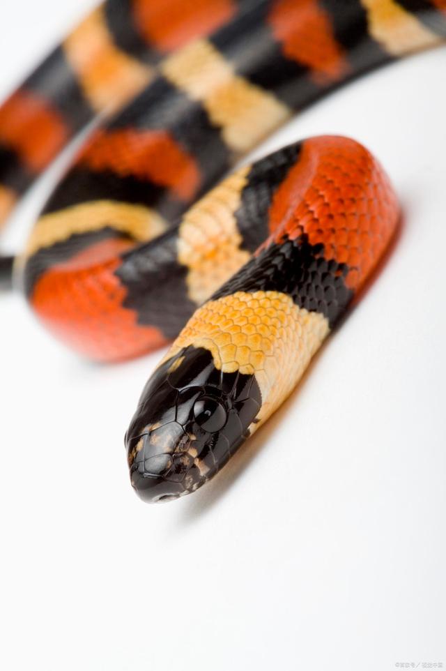 From the history of snakes as medicine to "Snake Catcher's Talk", what ...