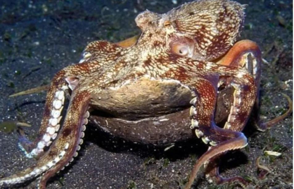 Octopus comes from four-dimensional space, are you afraid? - iNEWS