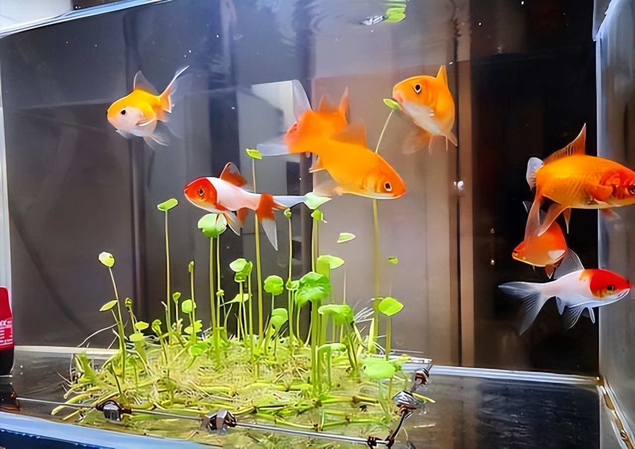 Can the copper coin grass be in a state of being "dew-raised"?Don't be ...