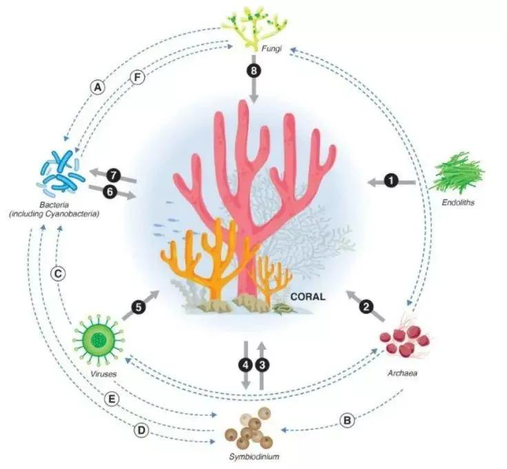 The wonderful game of coral symbiotic bacteria - iNEWS