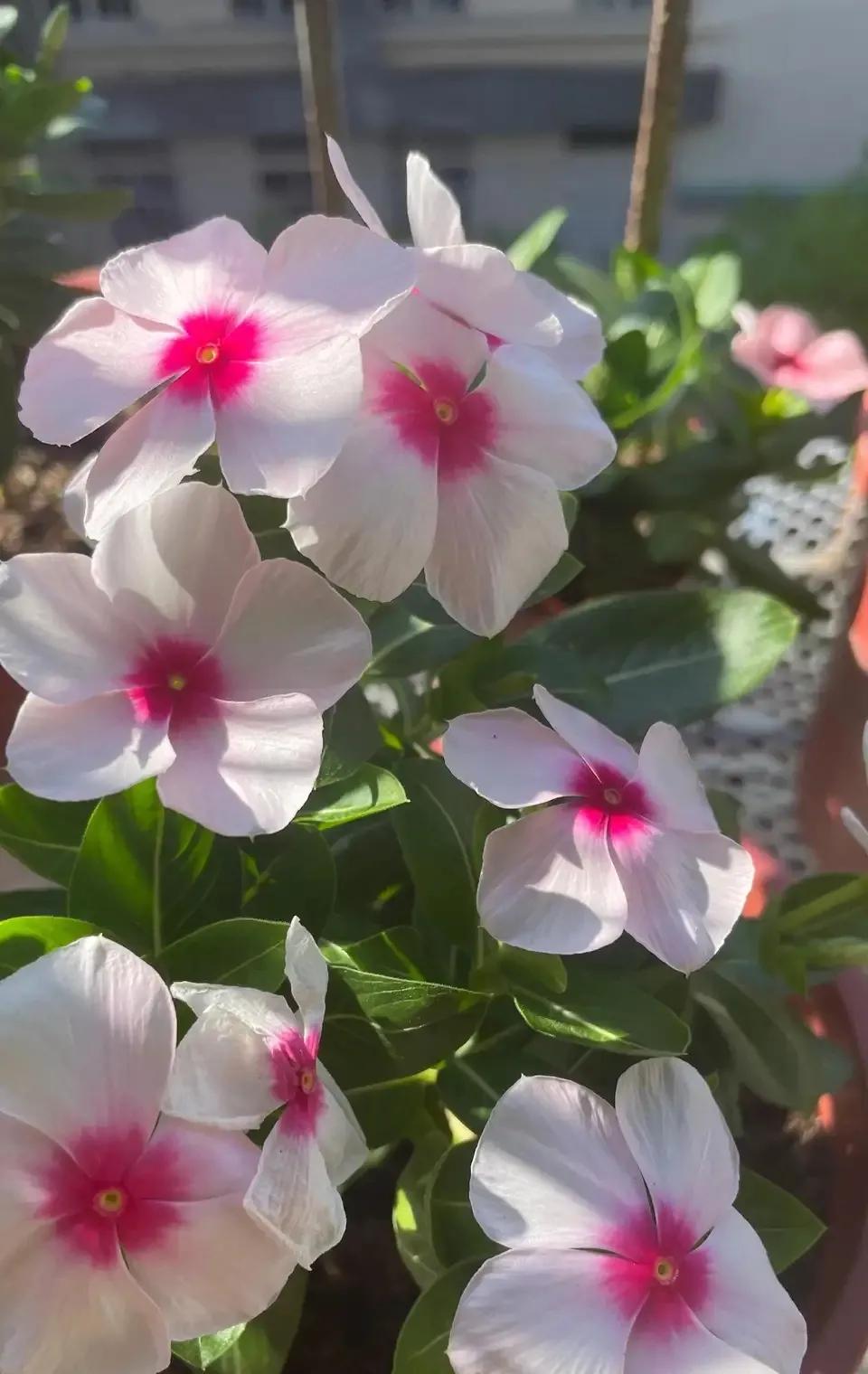 The recognized "blooming model worker", who lives on the soil, looks ...