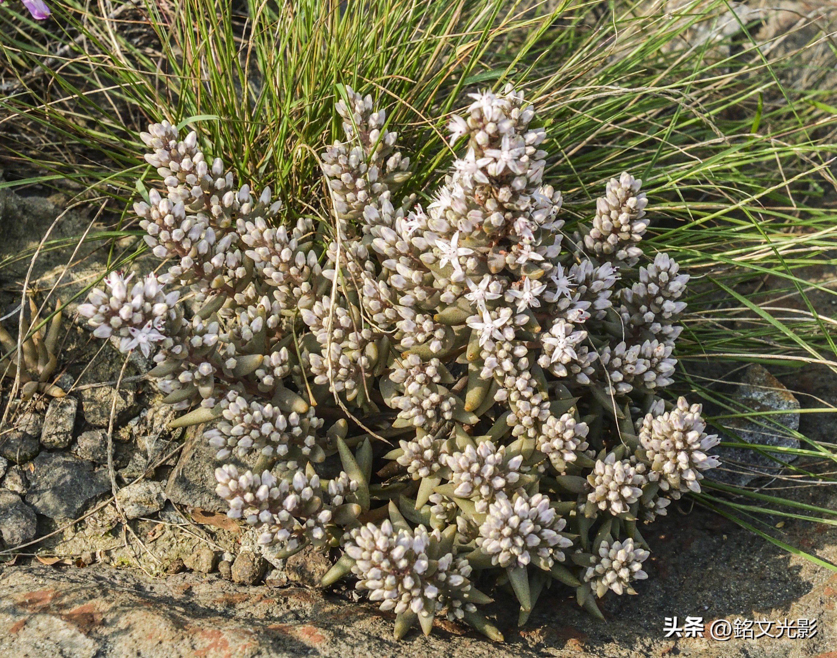 Vasong drought-resistant and cold-resistant small flowers pink - iNEWS