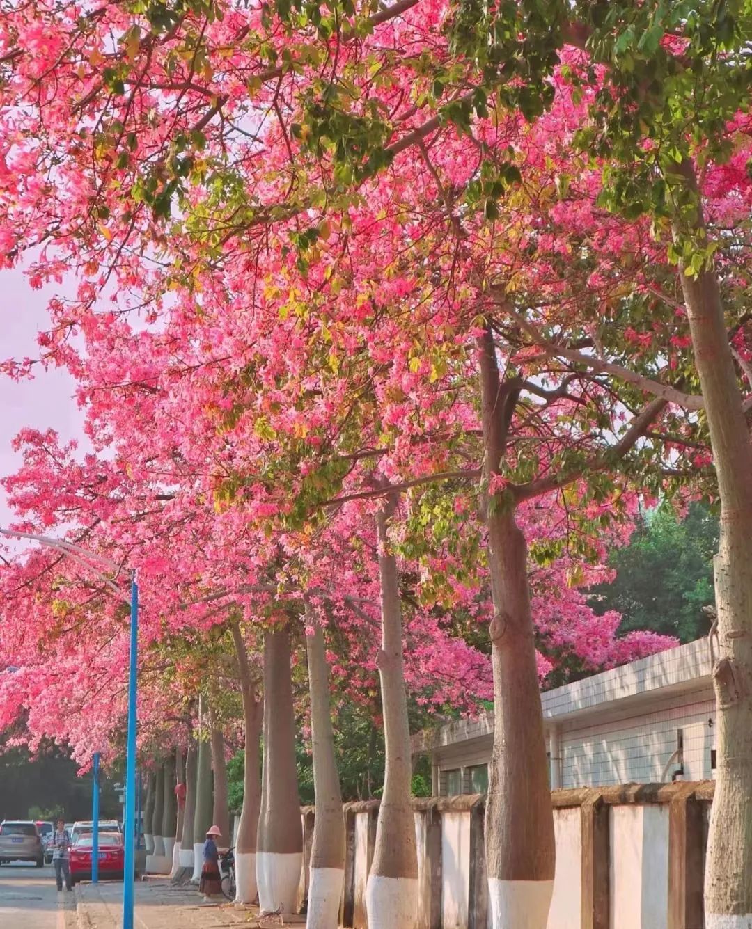 Just raise these 18 kinds of flowers in winter, and give you a ...