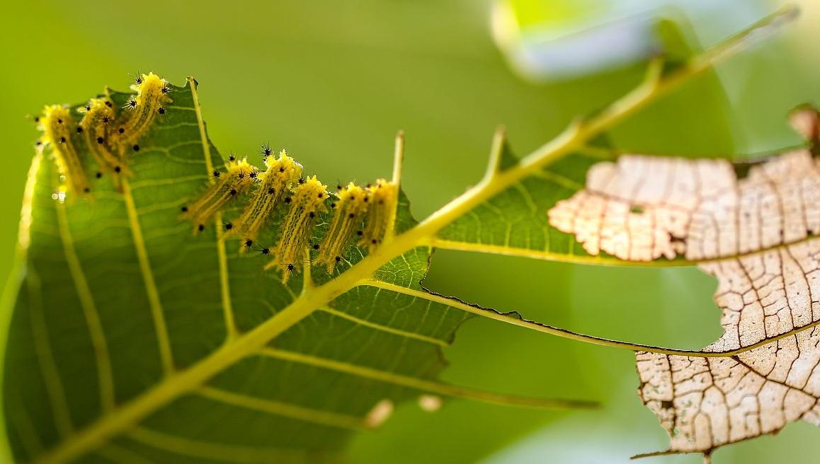 What kind of insect is the pest "foreign hot pepper"? Why is it so ...