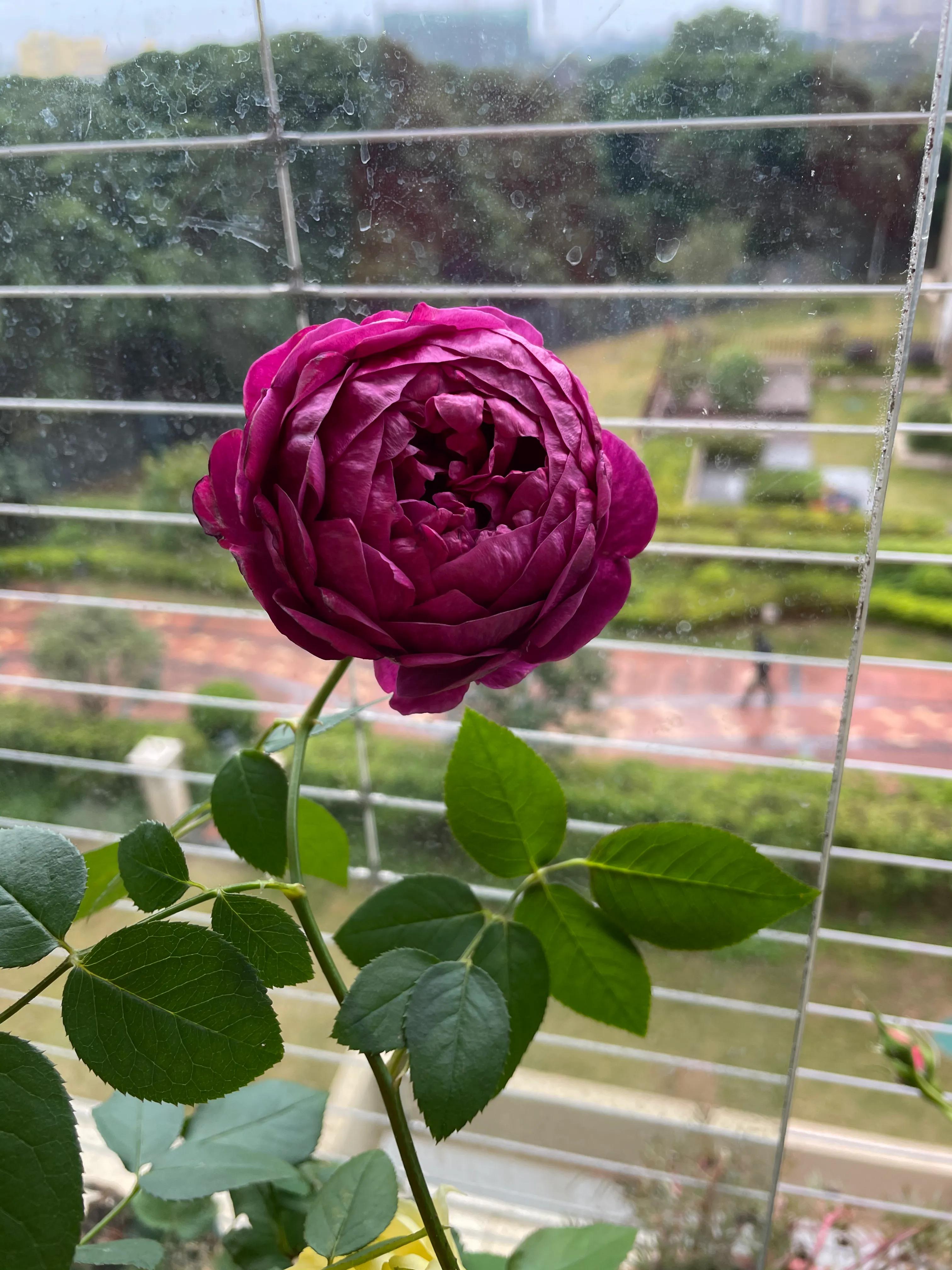 Chinese Rose: Autumn Rouge - iNEWS