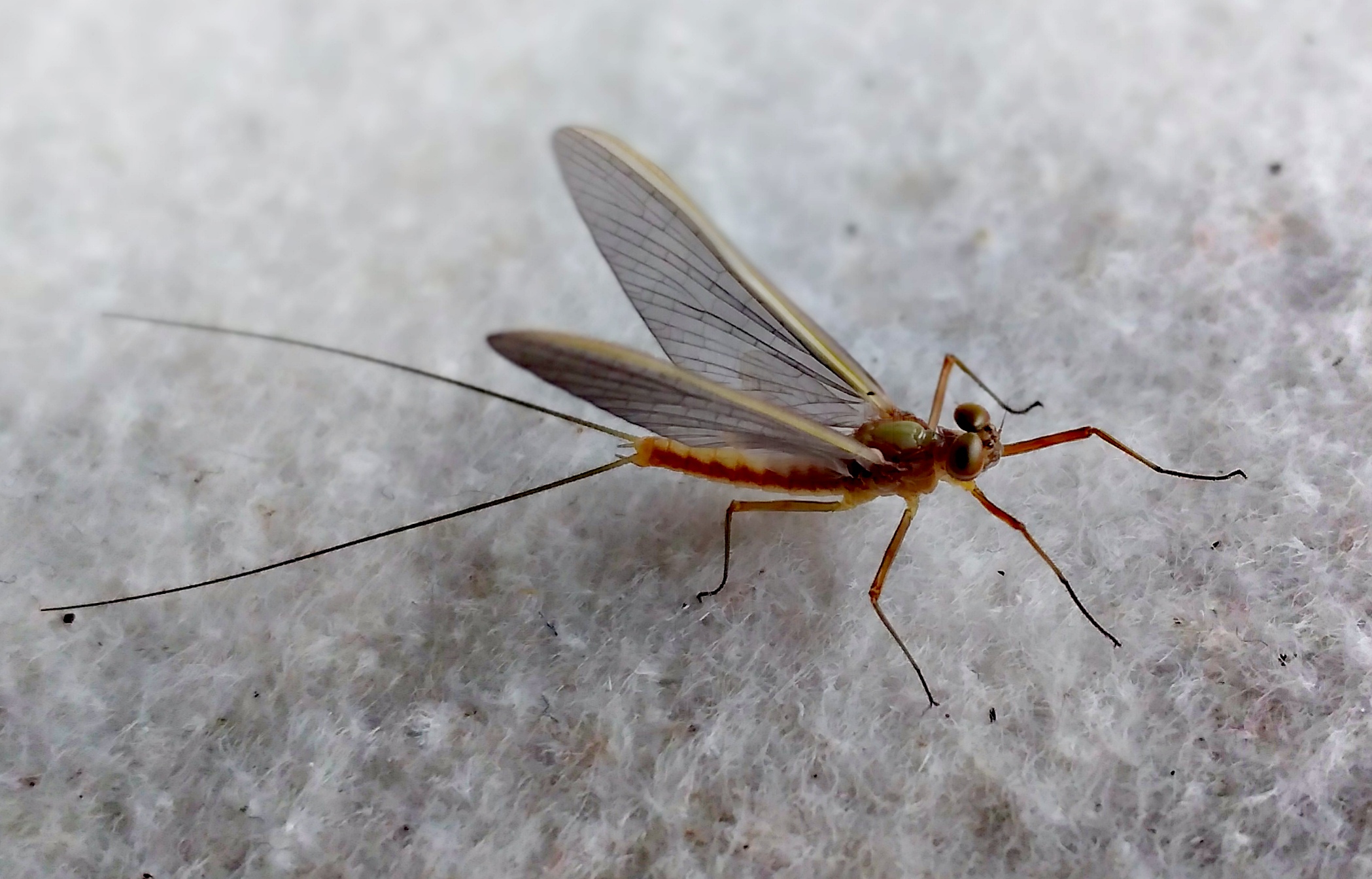 Life in a day: Mayfly that lives and dies, leaves behind a photo - iNEWS