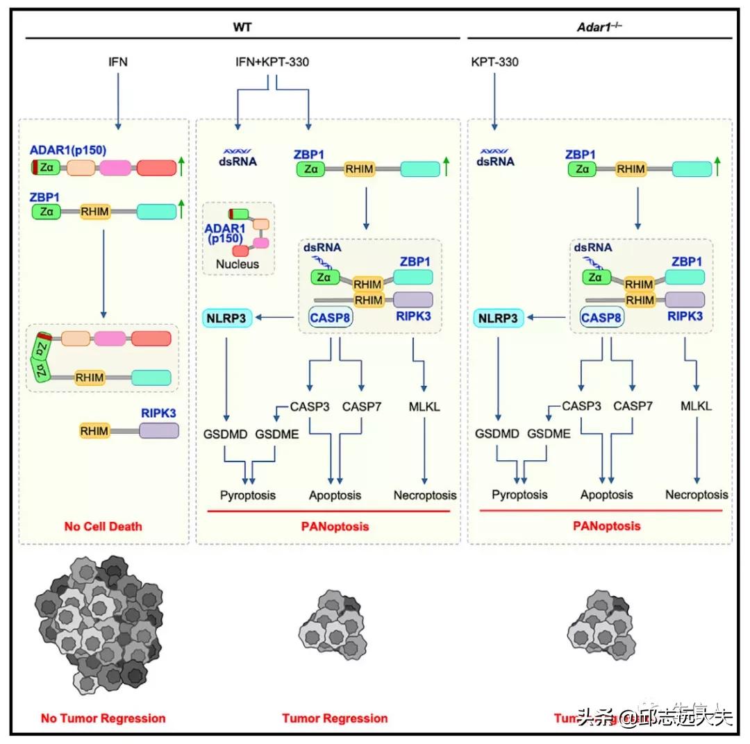 The missing piece in the field of cell death: PANoptosis - iNEWS