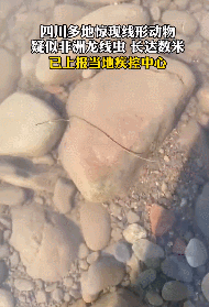 What is the dreaded dragon nematode?The high probability that the ...