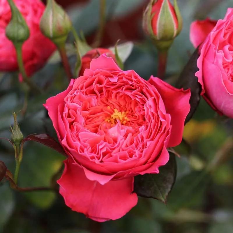 Summer Fireworks Rose Flowers - iMedia
