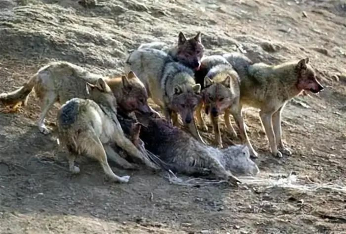 A group of wolves in the Tianshan Mountains drove more than 50 sheep ...