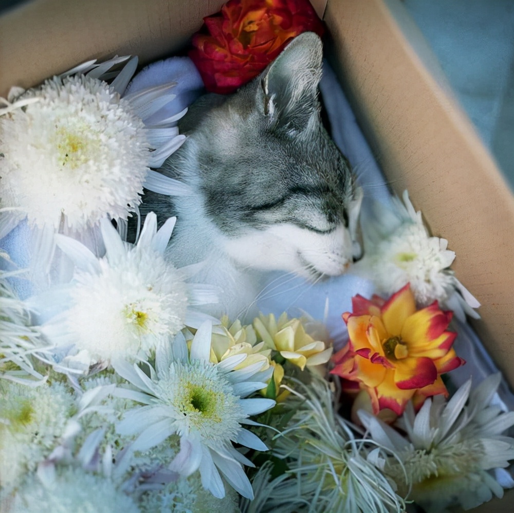 Cats cannot be buried after death, the pet owner should know - iNEWS