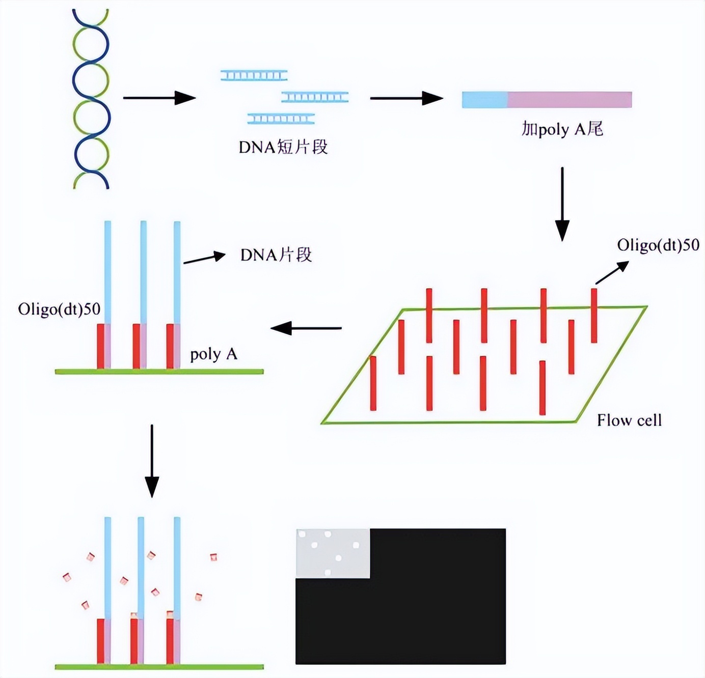 Representative enterprises of foreign single-molecule sequencing ...