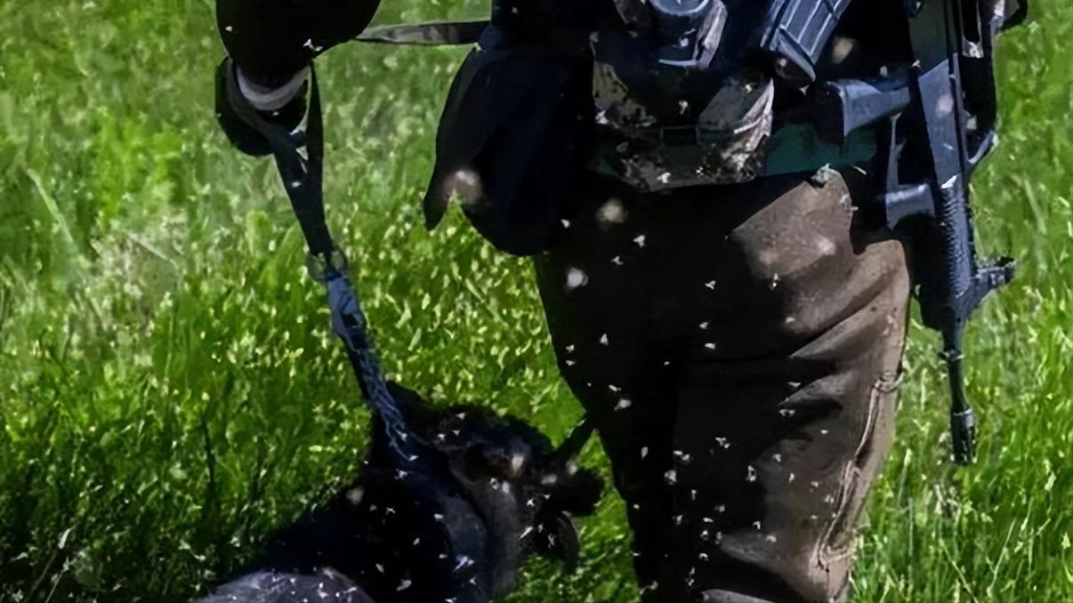 Kill hundreds of mosquitoes with one slap! Crossing the "Kingdom of ...