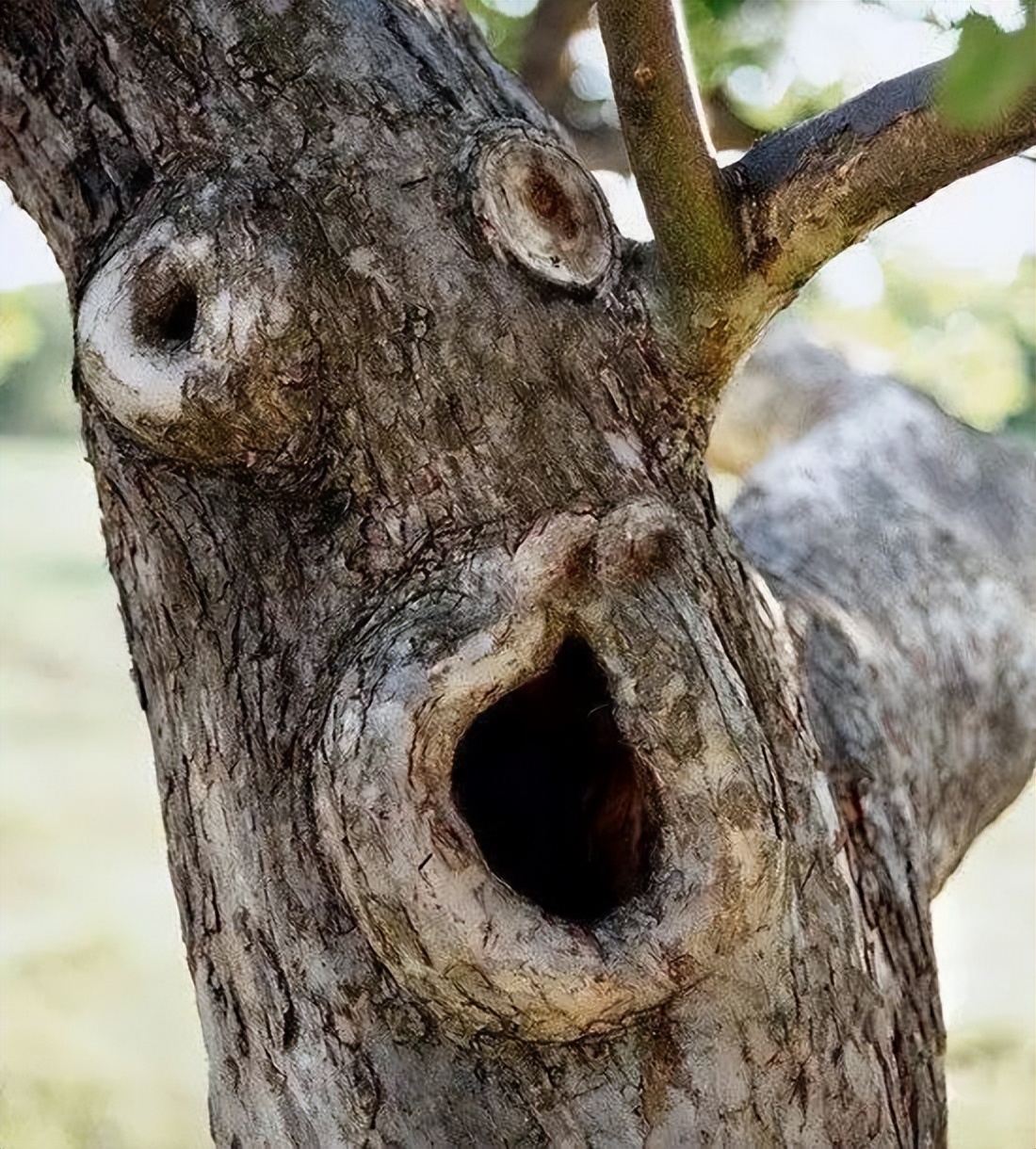 strange tree, strange tree, pimple tree - iNEWS