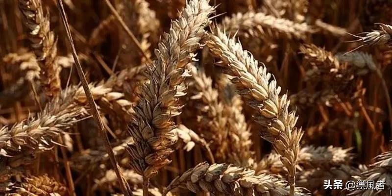 Baking raw materials ---- flour - iNEWS