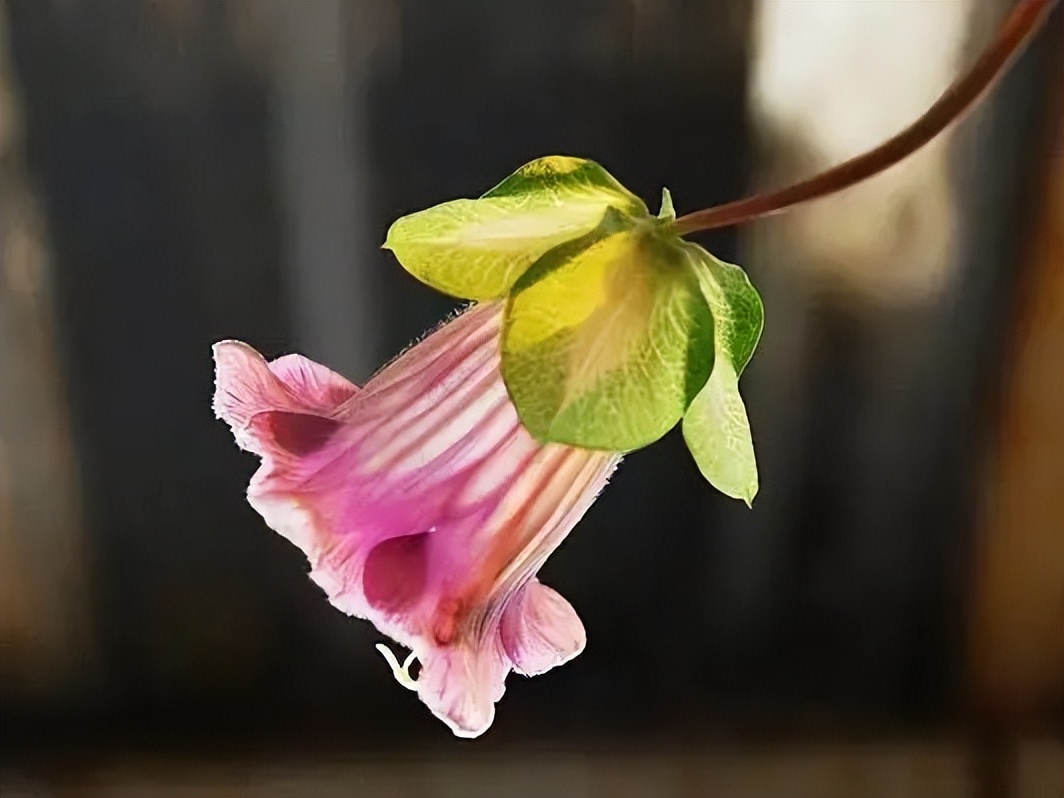 Collect healing bell flowers together - iNEWS