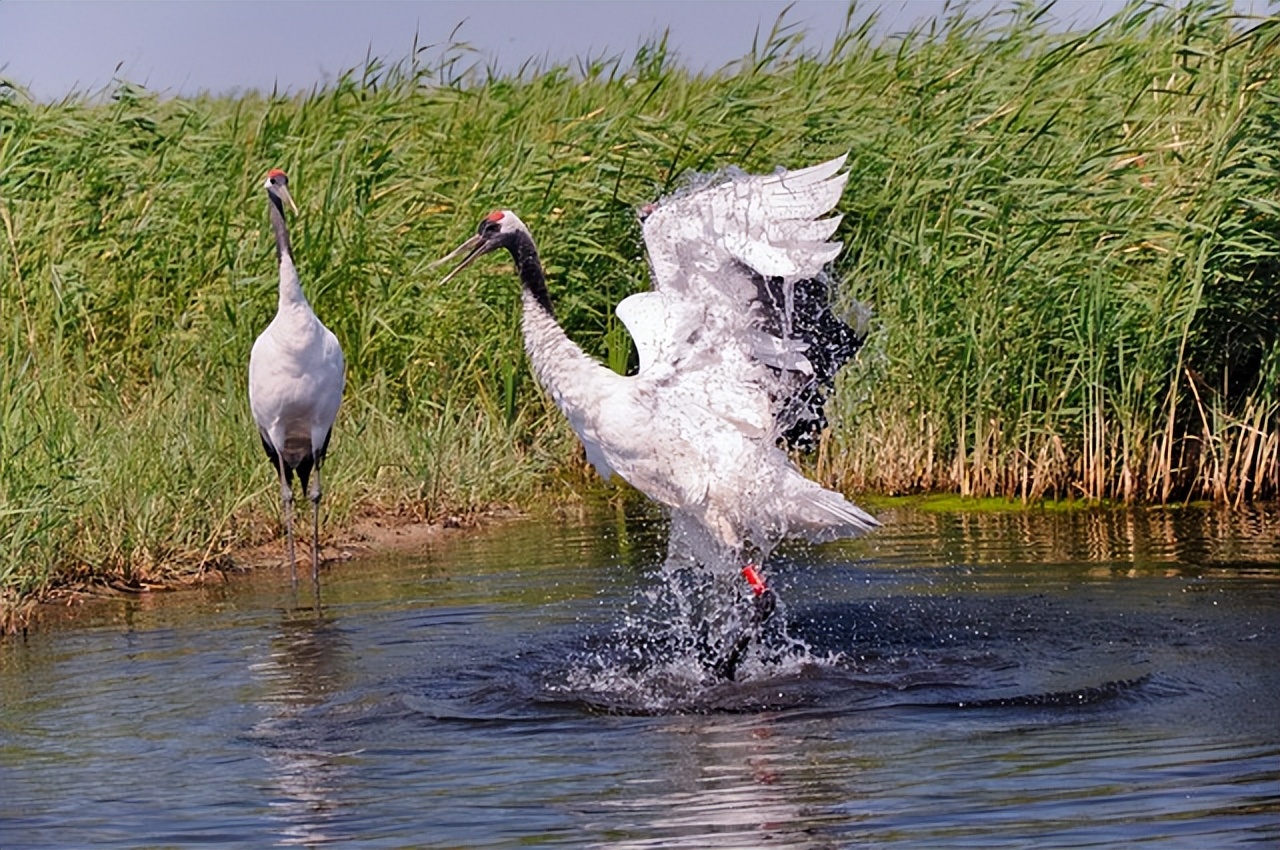 The "wild" base of cranes is geographically superior, and Panjin adopts ...