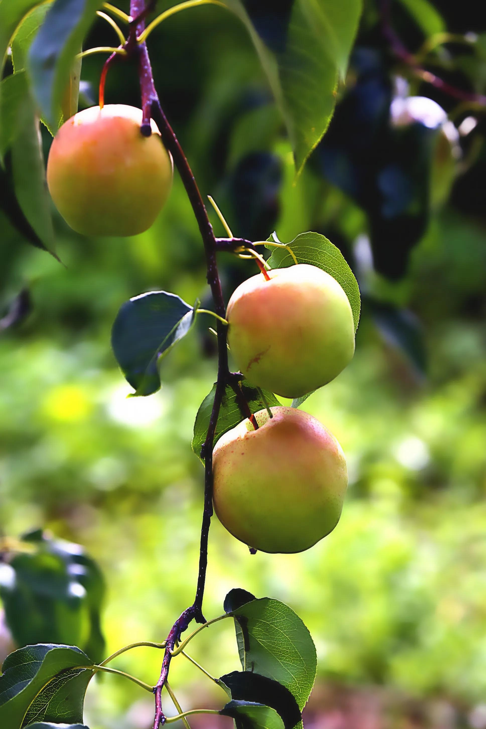 Zhangdian: Yulu Fragrant Pear Manjitou is waiting for you to pick and ...