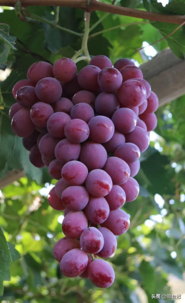Which grapes are the best in China? After selection, these 6 places are ...