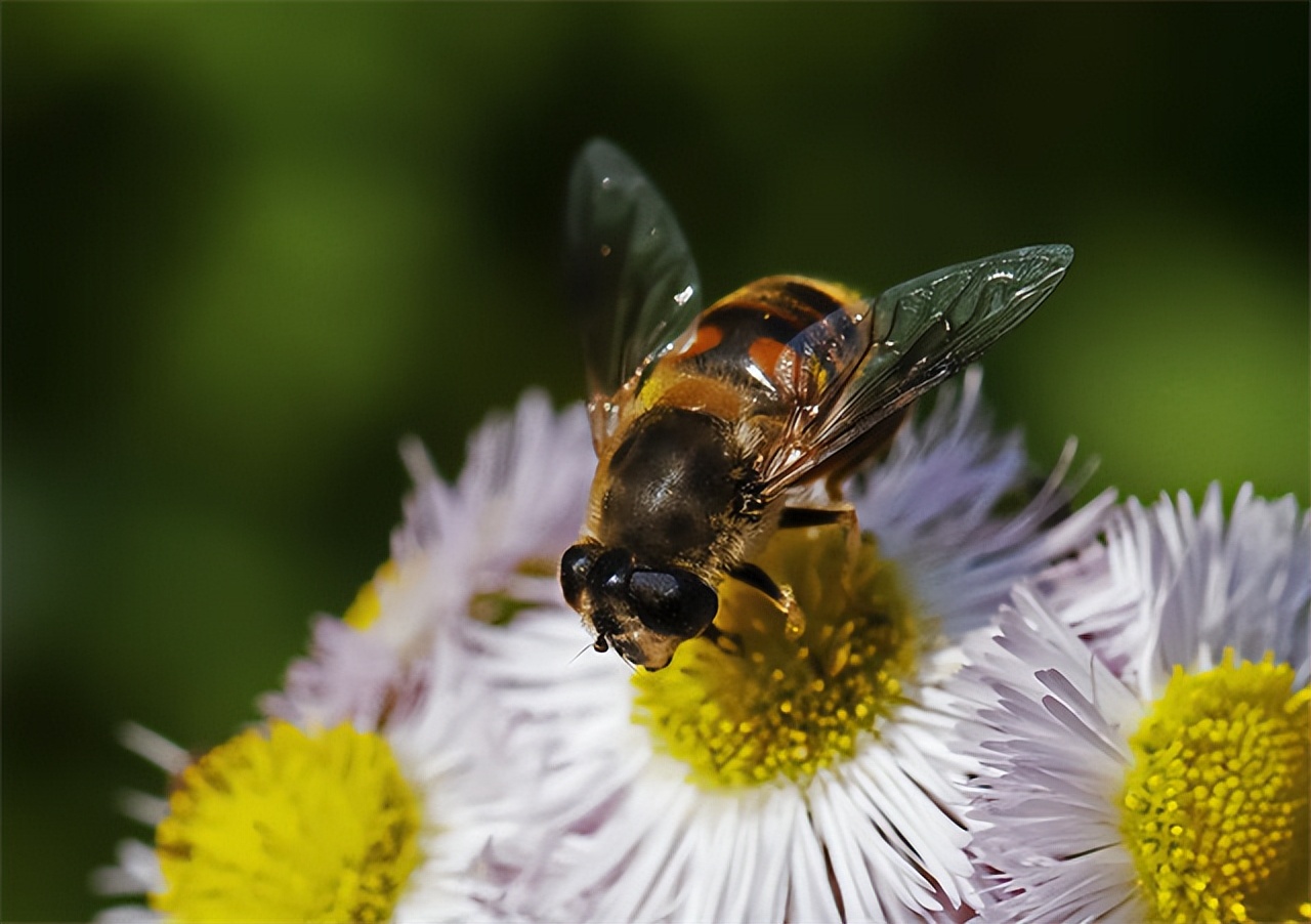 How does the pollen collection and pollination behavior of bees affect ...