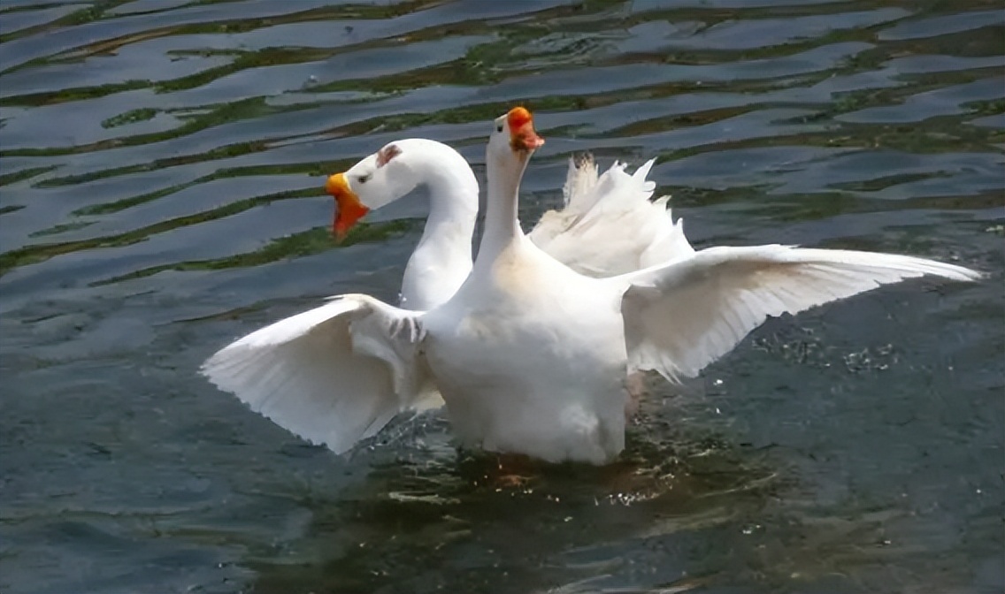 Poultry doctor meditates on the treatment of goose reovirus - iNEWS
