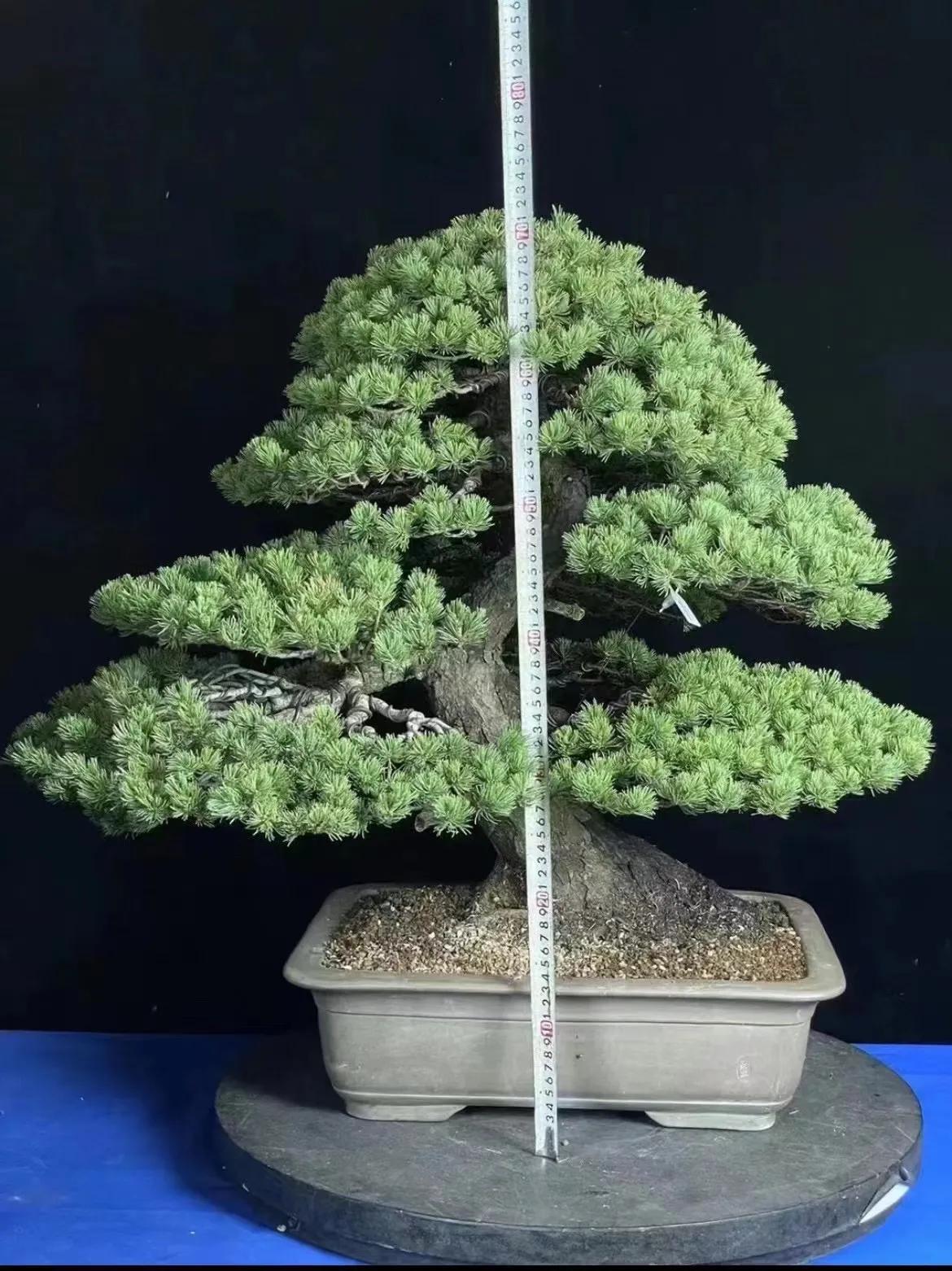 Exhibition grade Ruixiang five-needle pine - iNEWS