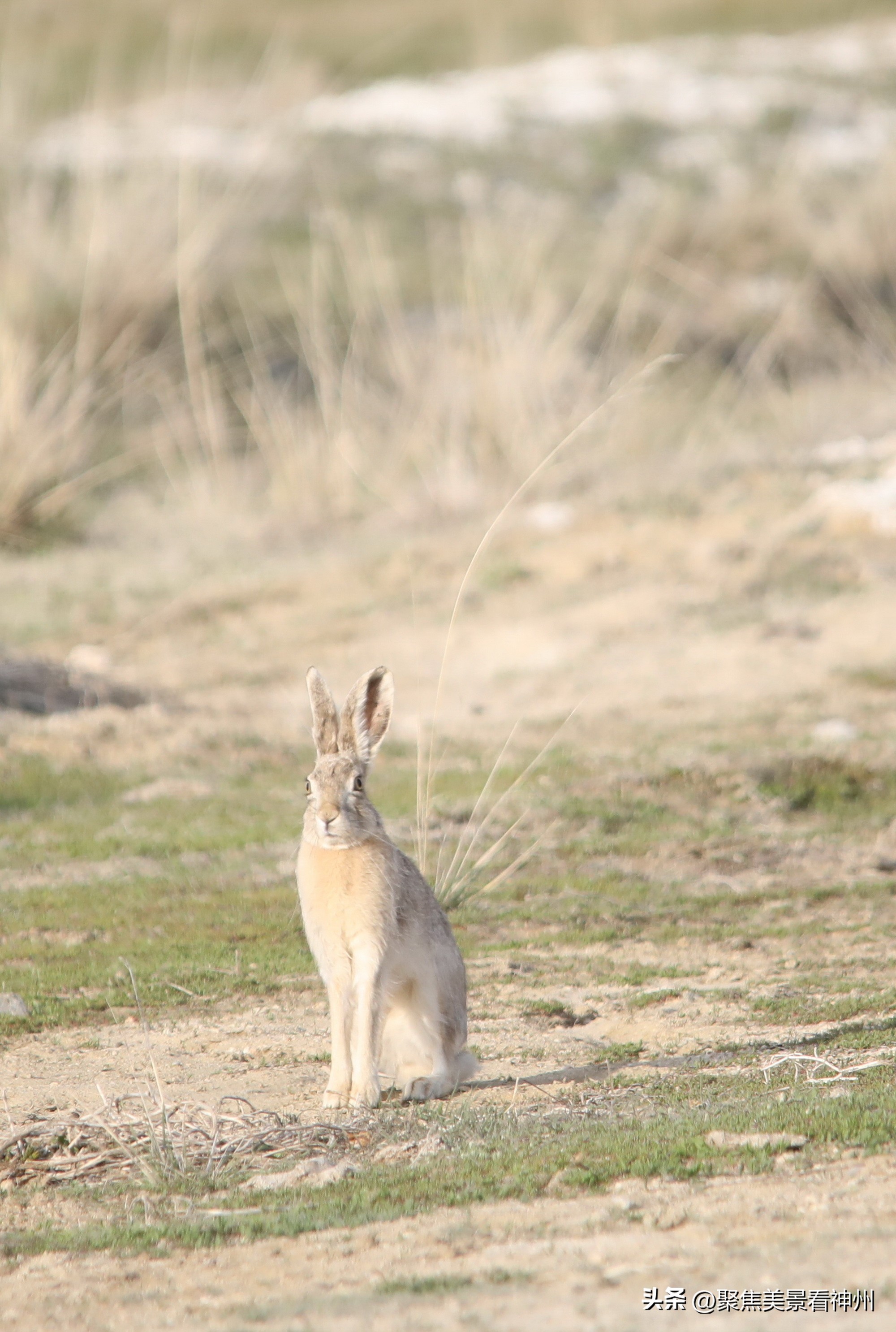 Talk about hares (with pictures and truth) - iMedia