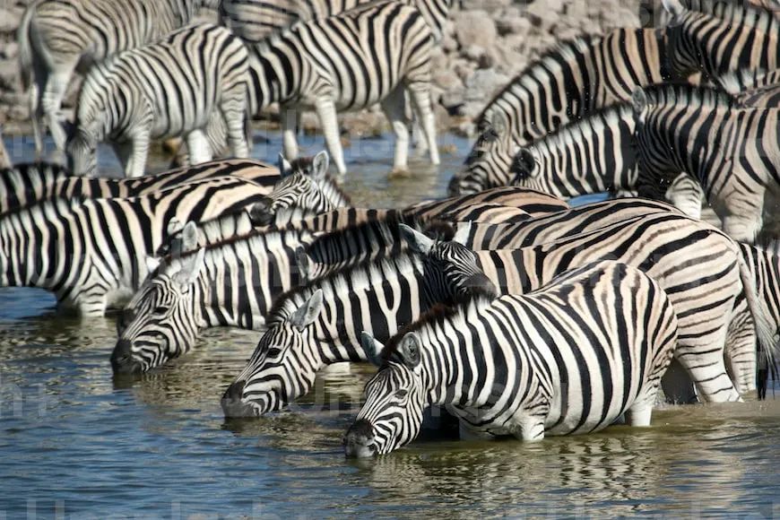 The Mozambique e-Visa is officially in effect, what types of visas are issued online? - iNEWS