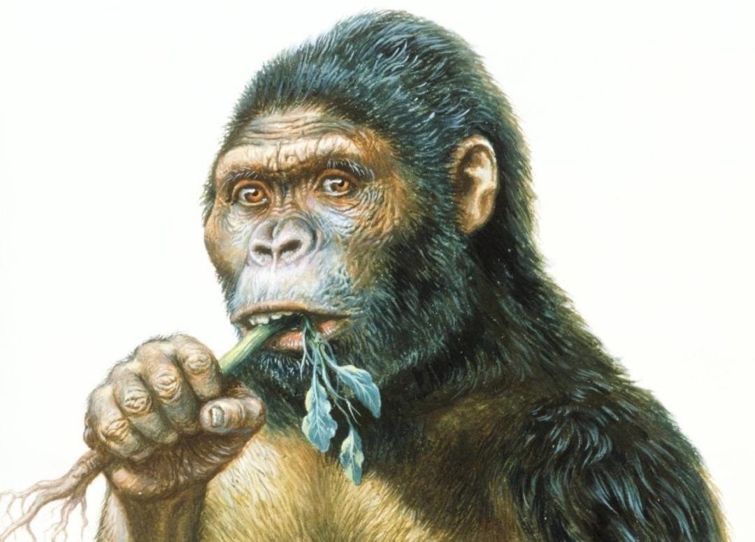 Did humans evolve from ancient apes?Scientists think there is another ...