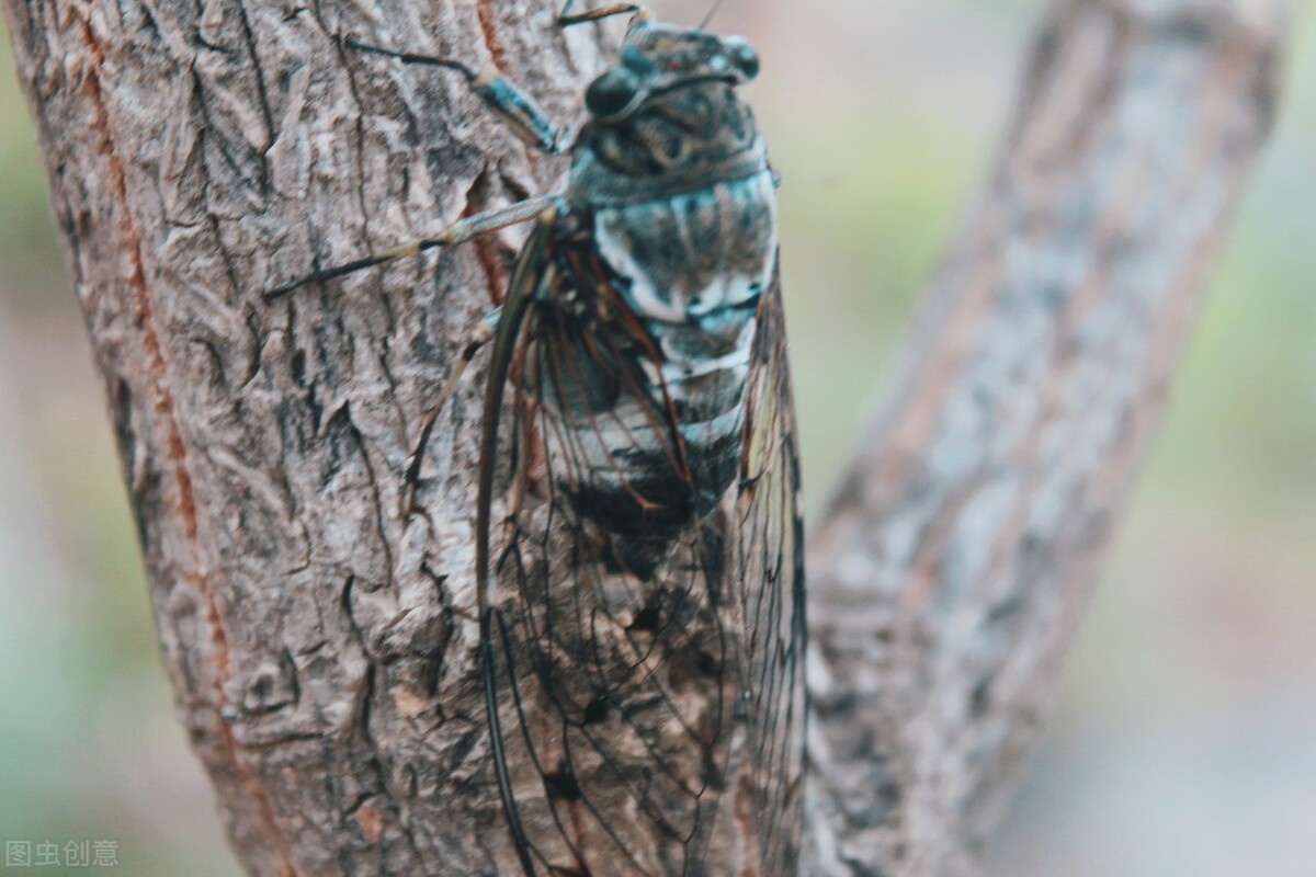 "Summer Cicada" - iNEWS