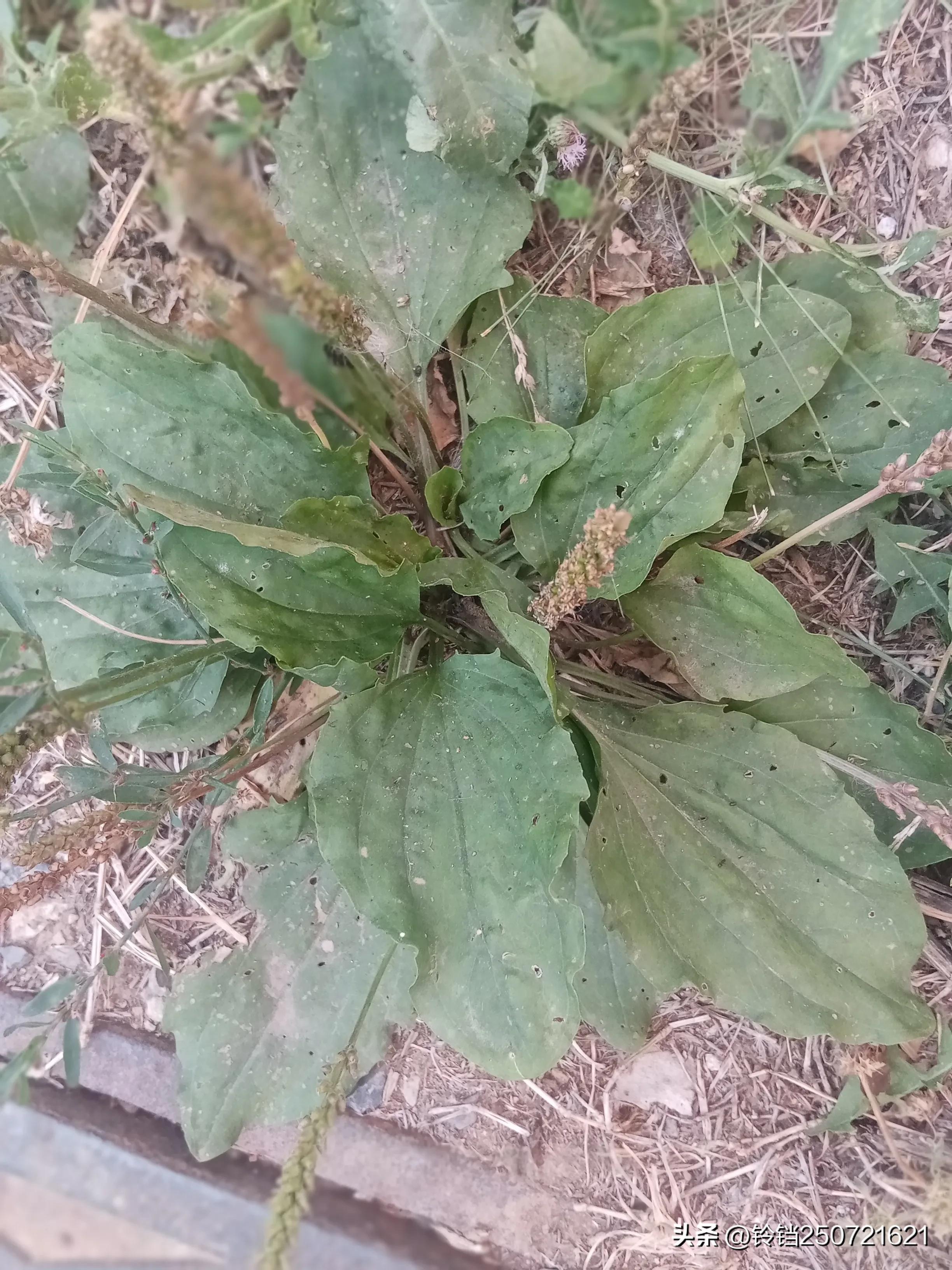 A kind of grass that can be seen everywhere in spring - plantain is ...