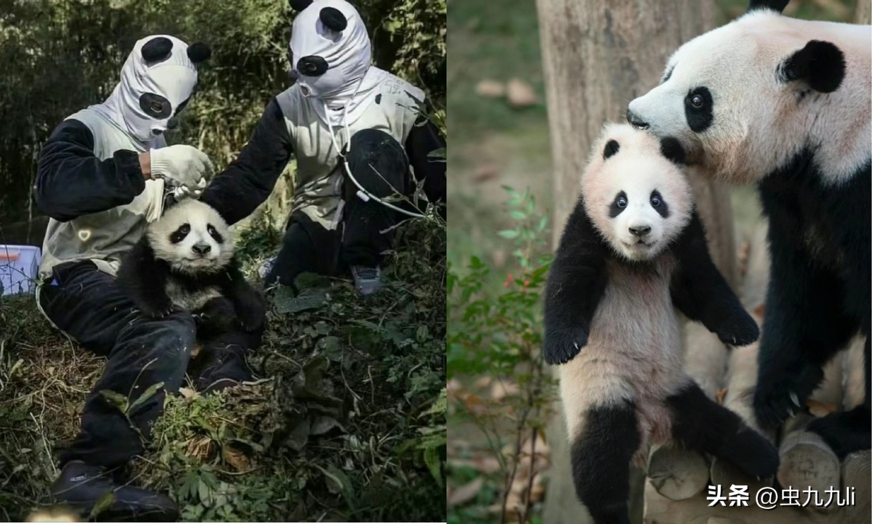 Fubao's funny and famous scene - iNEWS