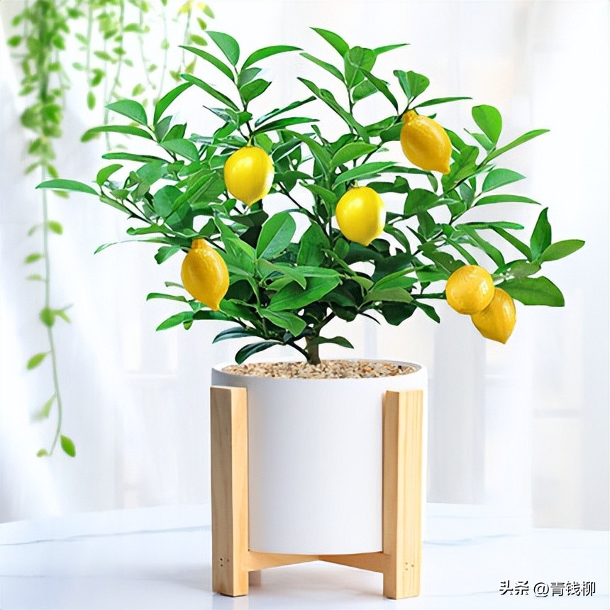 Lemon bonsai modeling skills - iNEWS