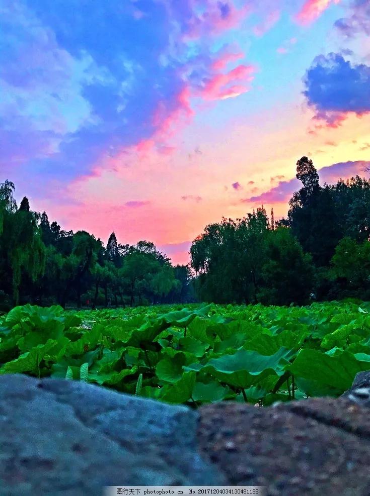 Quatrain: Xia Luo Lotus Pond - iNEWS